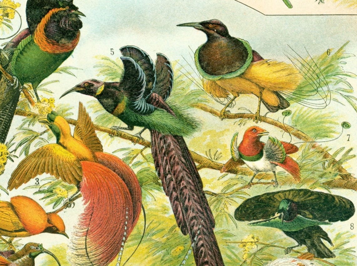 1897 Large Size Bird Antique Print Two Sides Printed French | Etsy