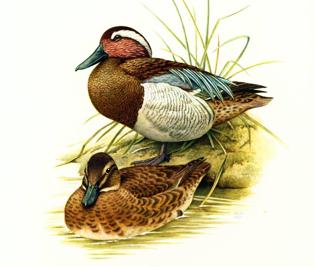 1969 Garganey Print, Wild Duck Print, Iridescent Feathers, Teal Print ...