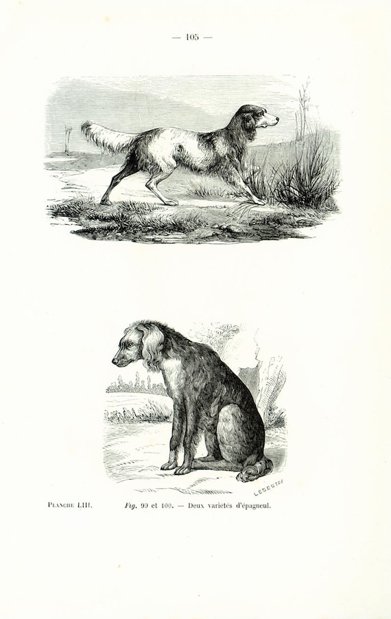 1867 Antique Dog Prints French Spaniel Setter Hunting Dog | Etsy
