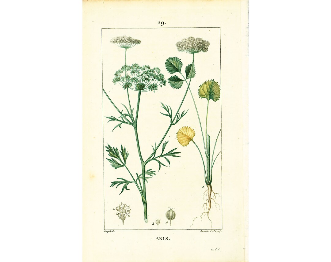 1831 Antique Anise Aniseed Roots Flower Plant Botanical Medicinal Plant ...