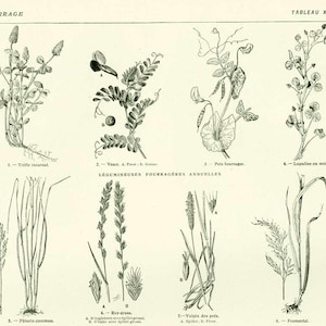 1922 Antique Grass Forage Print Cattle Feeding Clovers Prairies ...