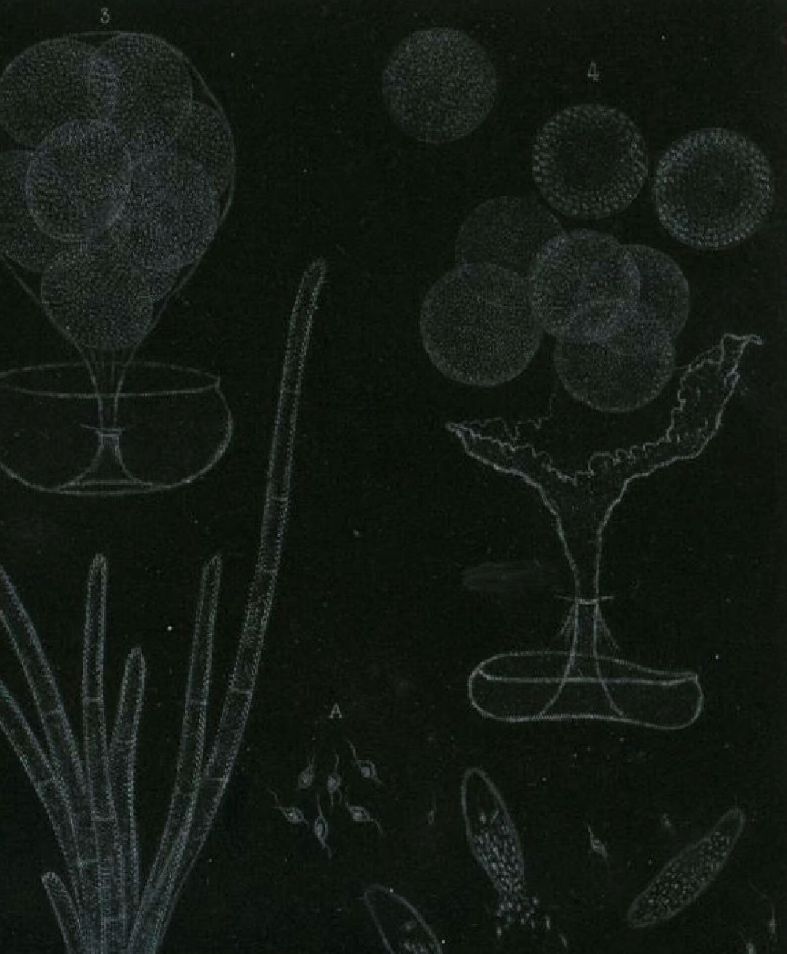 1881 Antique Reproductive Cycle Seaweed Print French Encyclopedia Algae ...