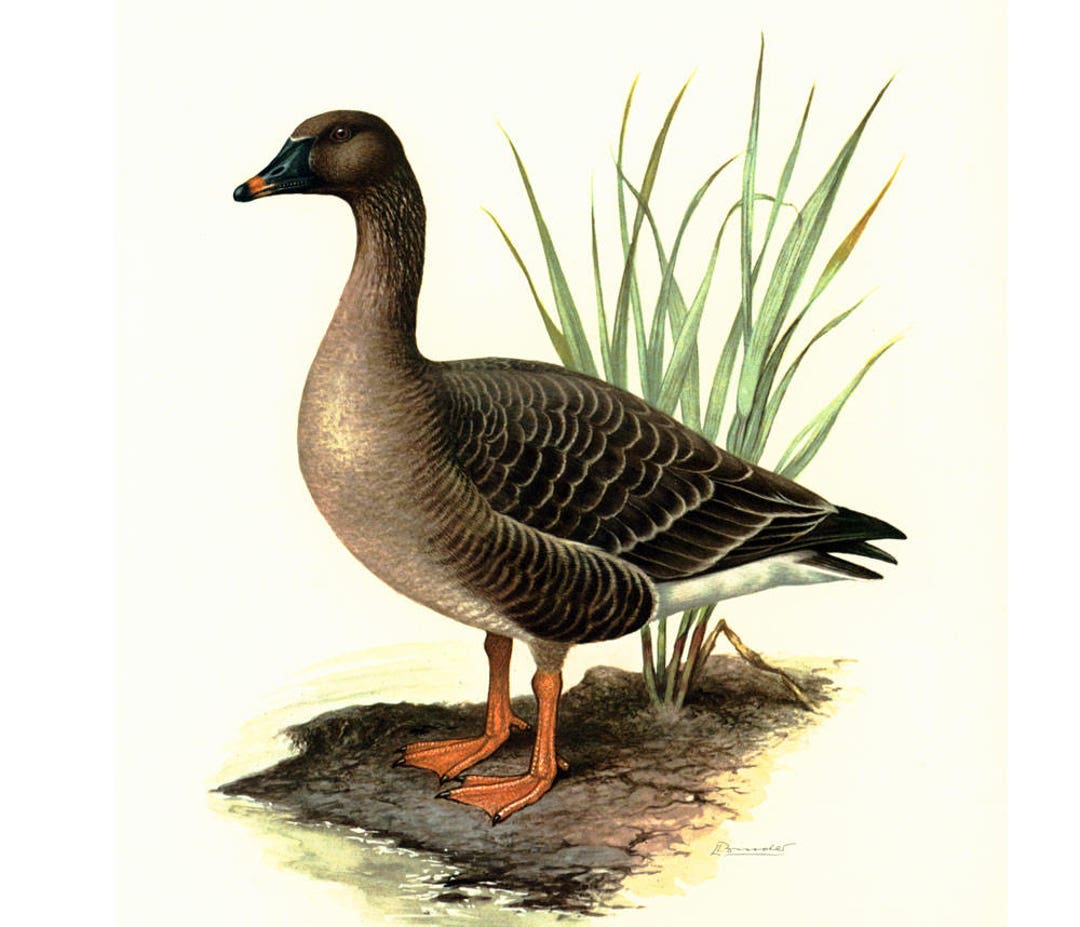 1969 Vintage Taiga Bean Goose Print, Waterfowl Illustration, Bird Wall ...