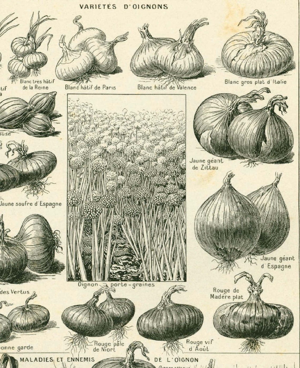 1922 Onion Chart Vintage Vegetable Print Antique Onion Print - Etsy Canada