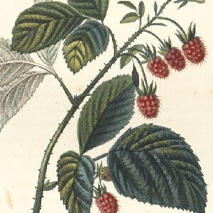 1814 Antique Red Raspberry Print Fruit Plant Natural History Botanical ...
