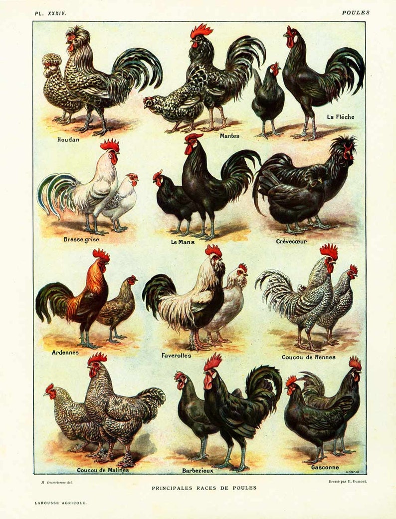 1922 Vintage Hens Roosters Chicken Breeds Lithograph. Farm - Etsy