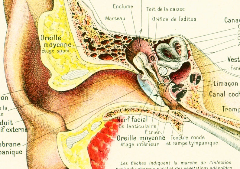 1912 Anatomie Oeil et oreille maladies de l'oreille - Etsy France