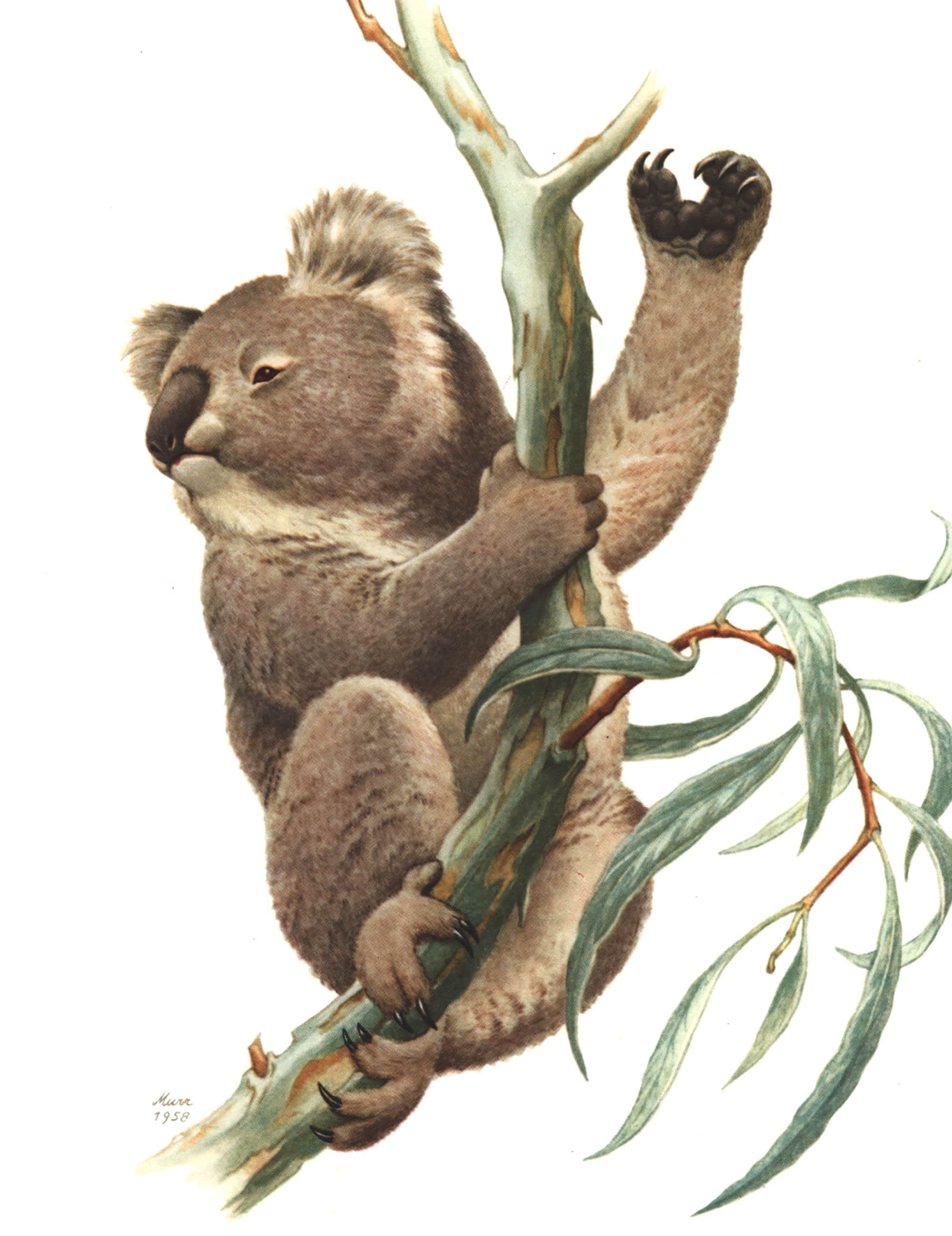 1974 Koala Vintage Illustration, Australian Fauna, Koala Art Print ...