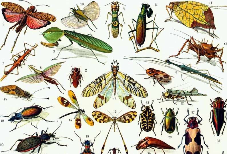 1933 Insectes Planche Entomologie Originale Cigales Larousse | Etsy