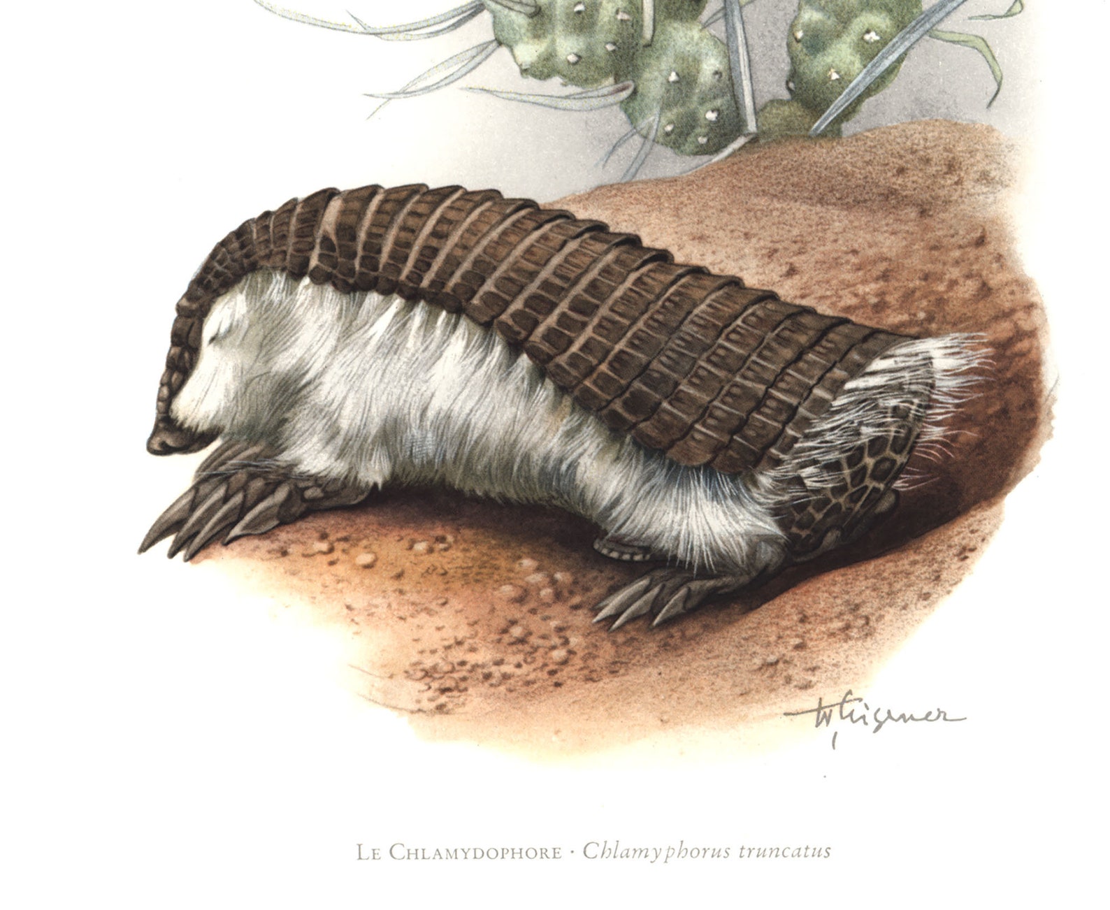 1974 Pink Fairy Armadillo Illustration, Armadillo Art Print, Wild Fauna ...