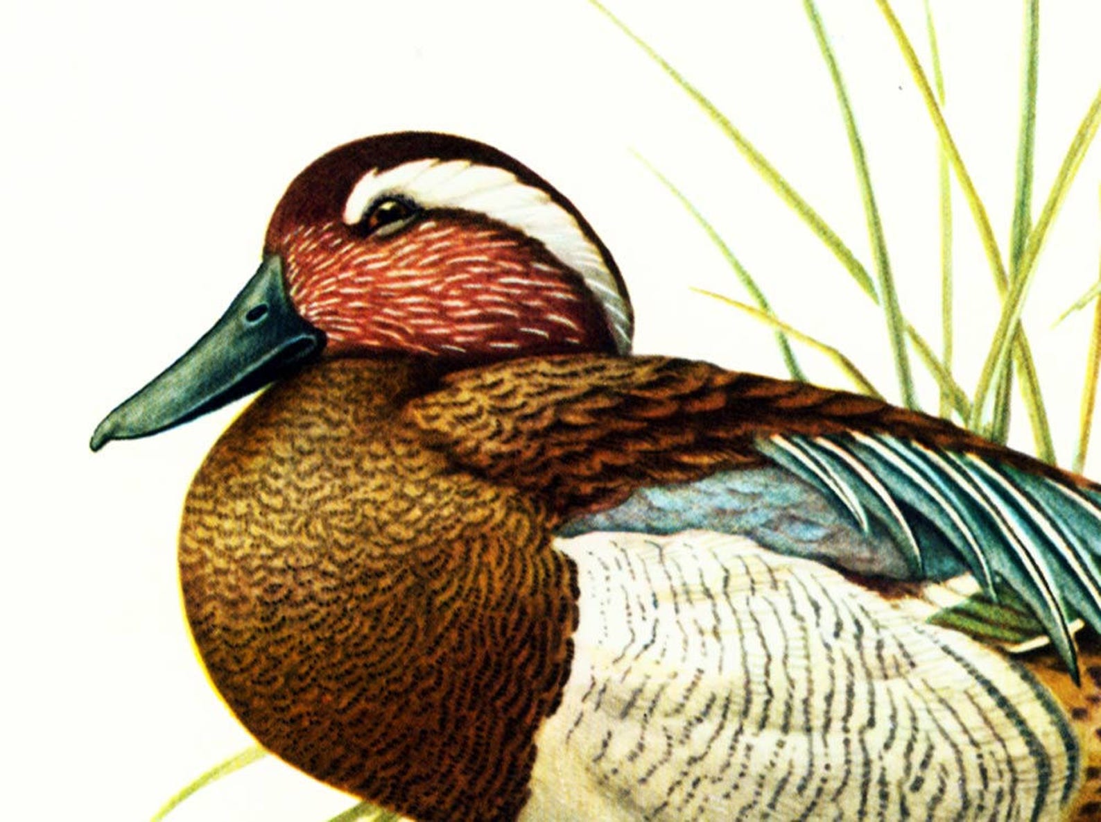 1969 Garganey Print, Wild Duck Print, Iridescent Feathers, Teal Print ...