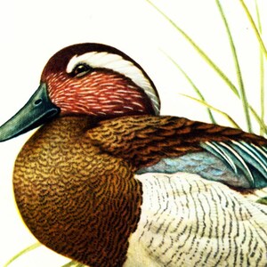1969 Garganey Print, Wild Duck Print, Iridescent Feathers, Teal Print ...