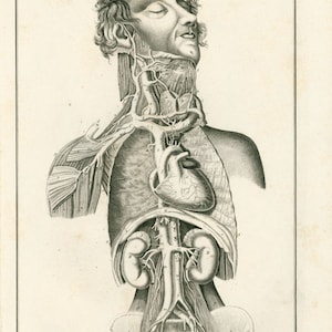 1831 Human Anatomy, Male Torso Trunk Human Body Muscles Abdomen Waist ...