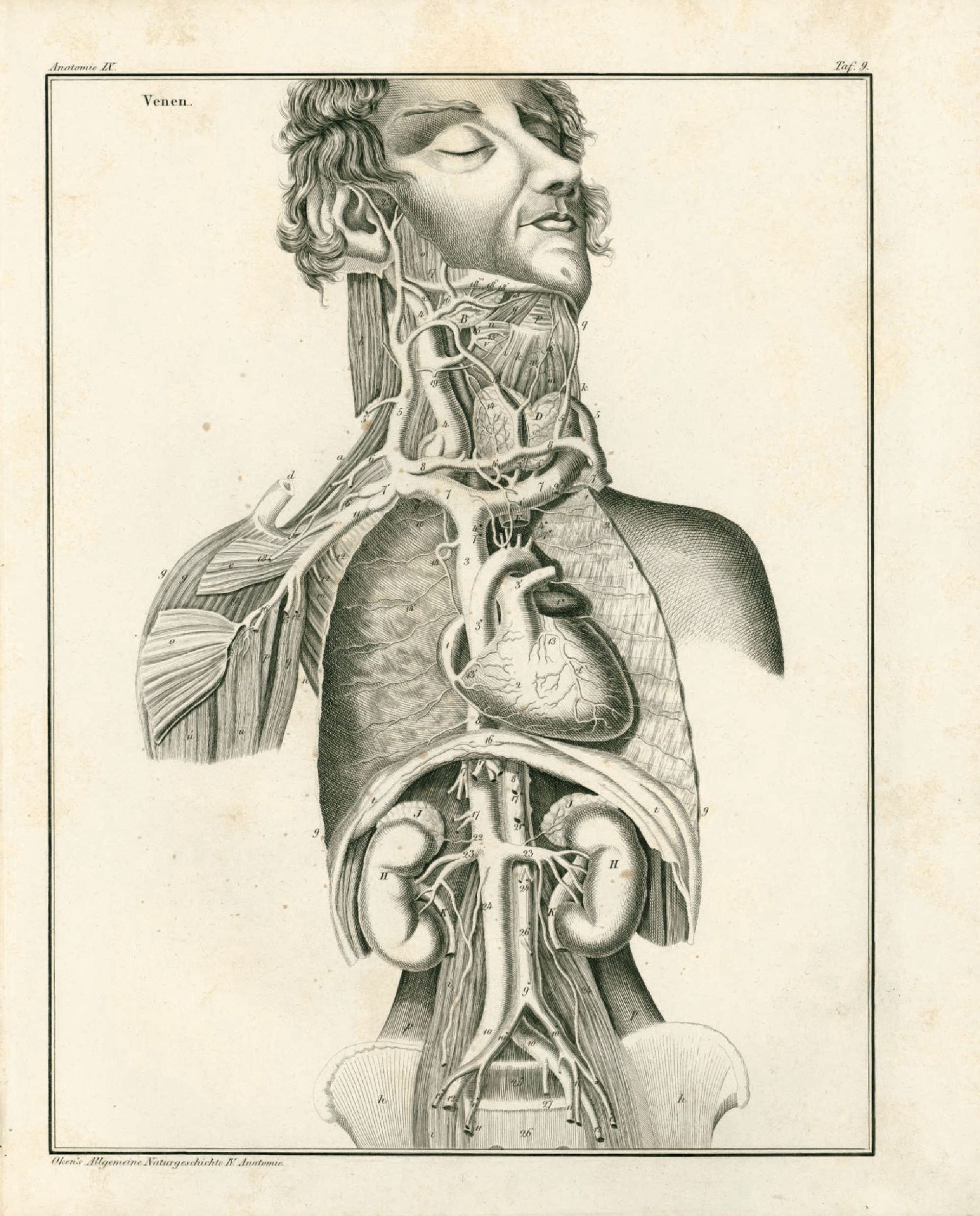 1831 Human Anatomy, Male Torso Trunk Human Body Muscles Abdomen Waist ...