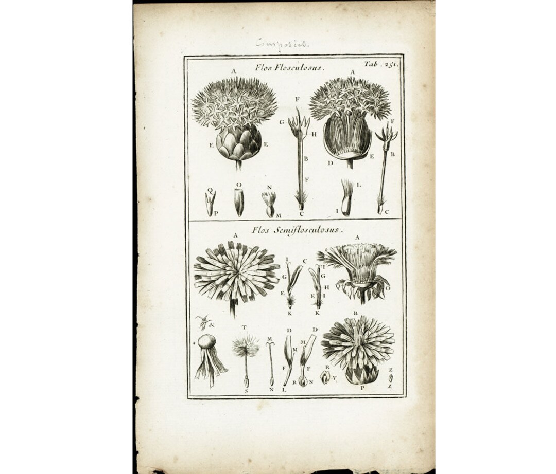 1797 Anatomy Dandelion Flower Cornflower Anther Ovary Stigma Morphology ...