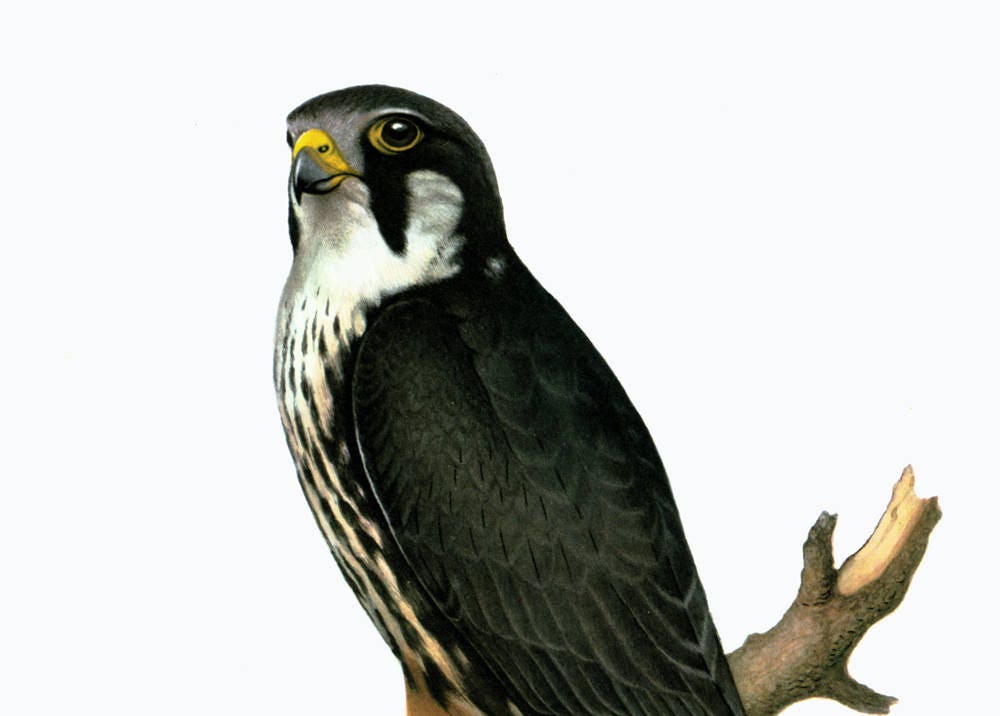1961 Eurasian Hobby Print Falcon Wall ART Bird of Prey - Etsy
