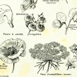 1922 Anatomie d'une fleur Botanique Physiologie Structure | Etsy
