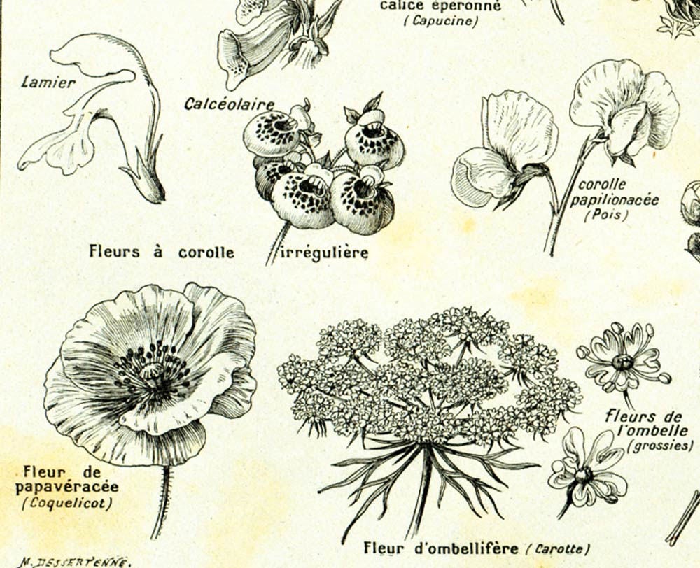 1922 Plant Anatomy Antique Flowers Print Type of - Etsy