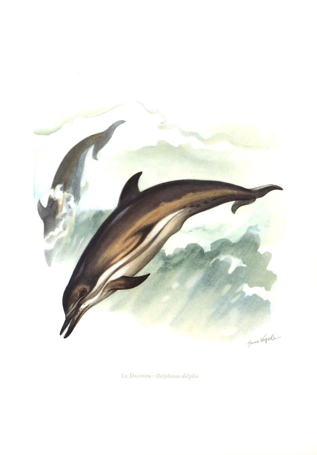 1974 Dolphin Vintage Illustration, Animal Art Print, Whales Painting ...