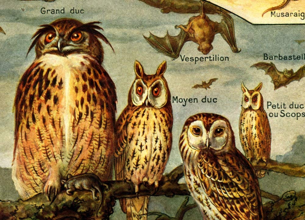 1922 Beneficial Animals & Insects Print, Antique Illustration ...