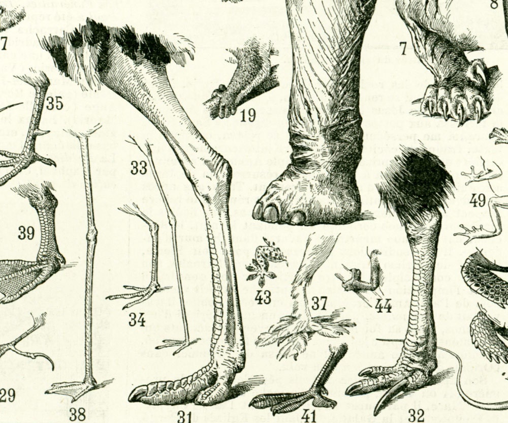 1897 Antique Paws Illustration, Foot. Animal Anatomy. Larousse ...