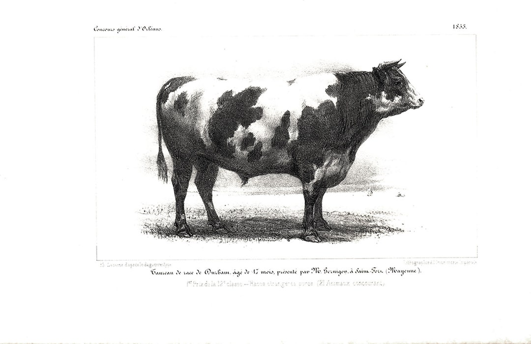 1853 Durham Bull Antique Cow Breeds Print Taurine Beef Cattle Farming ...