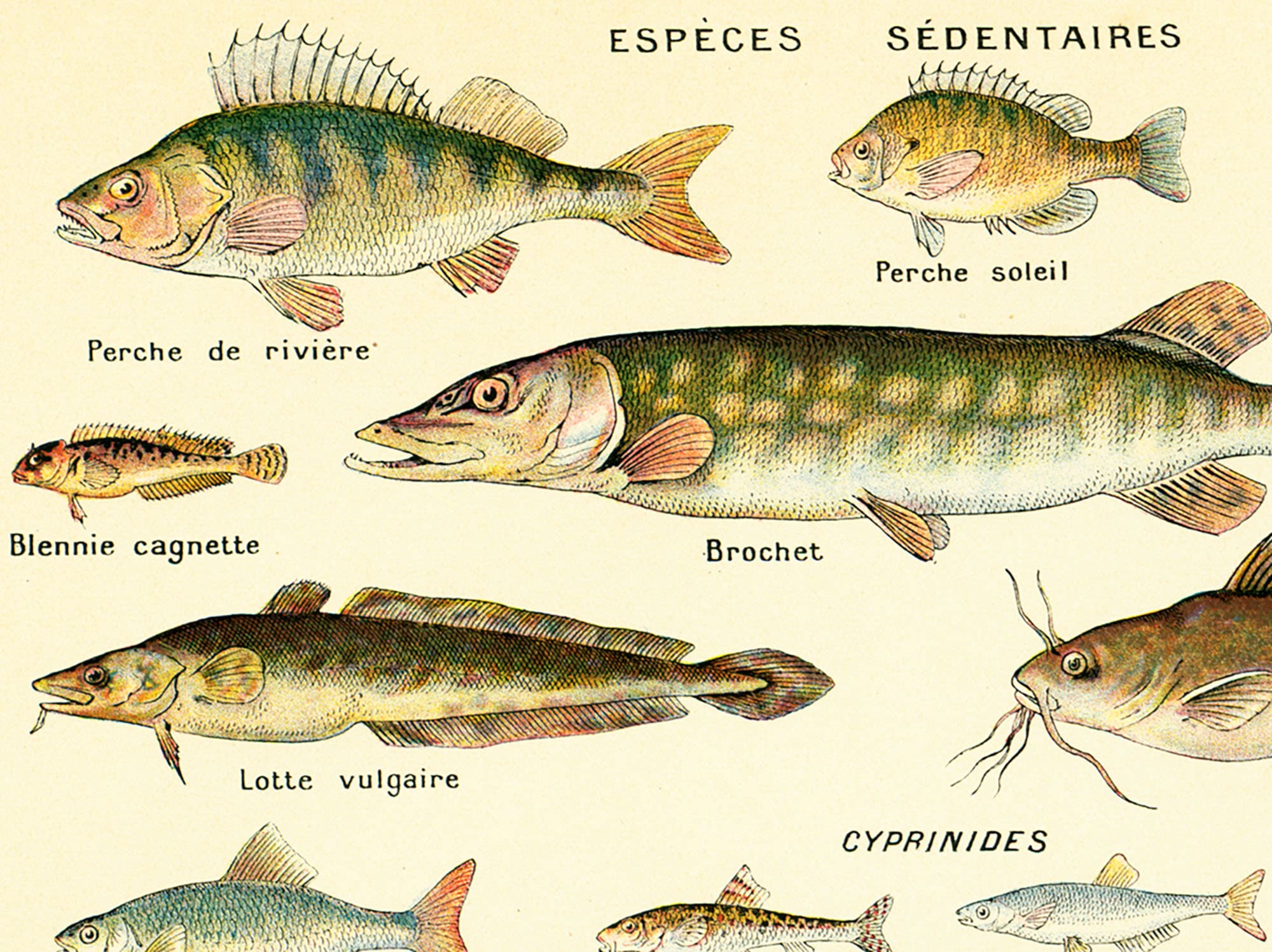 1922 Poissons d'Eau Douce. Aquaculture. Planche illustrée | Etsy