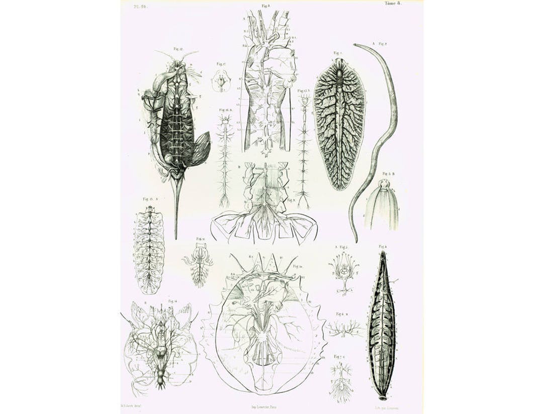 1854 Crustacéan Insect Nervous System, Antique Veterinary Print XL ...