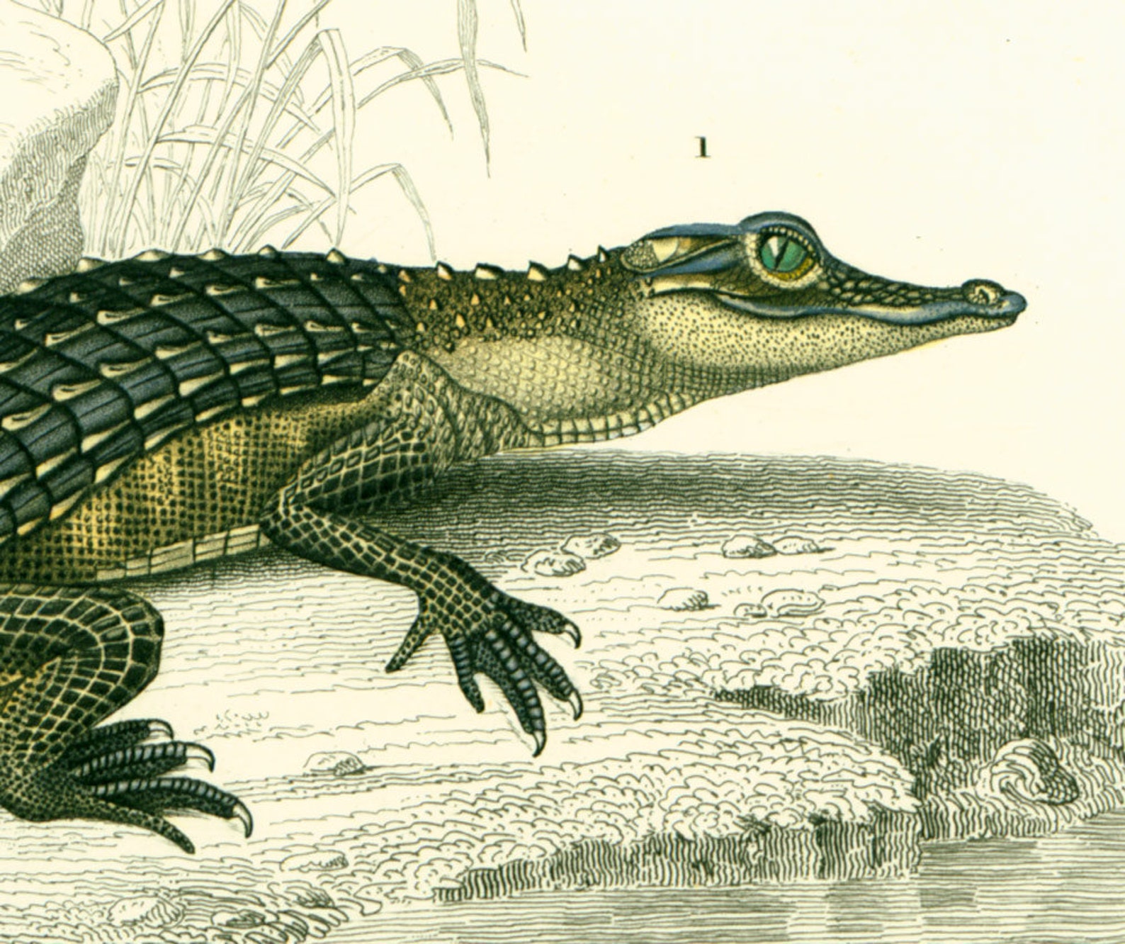1861 Reptiles Alligator Antique Engraving Authentic Antique | Etsy