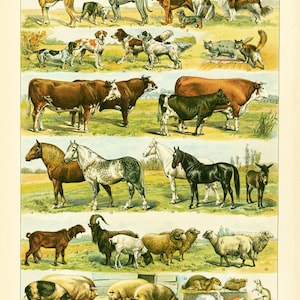 1897 Livestock Cattle Ram Sheep Farm Animals Antique Illustration ...