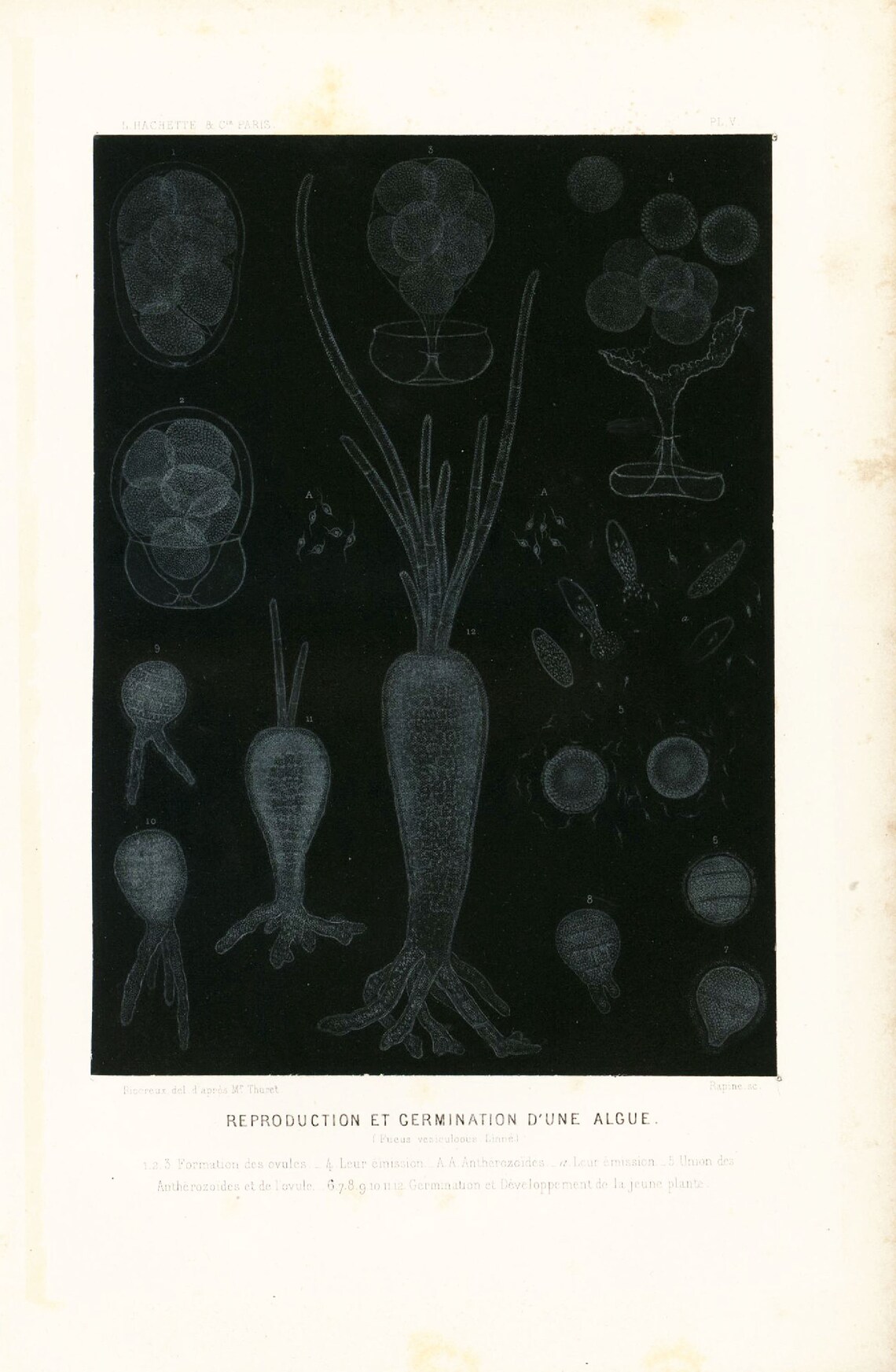 1881 Antique Reproductive Cycle Seaweed Print French Encyclopedia Algae ...