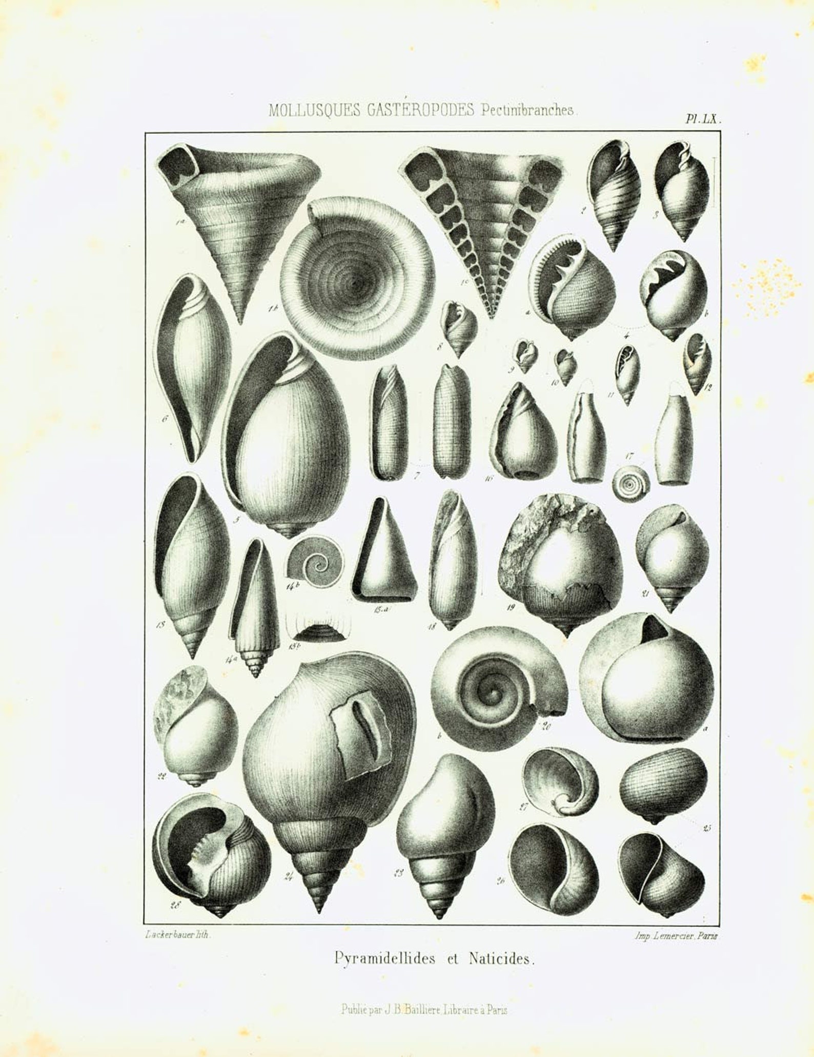 1853 Moon Snails Pyramid Shells Antique Fossil Mollusc XL - Etsy