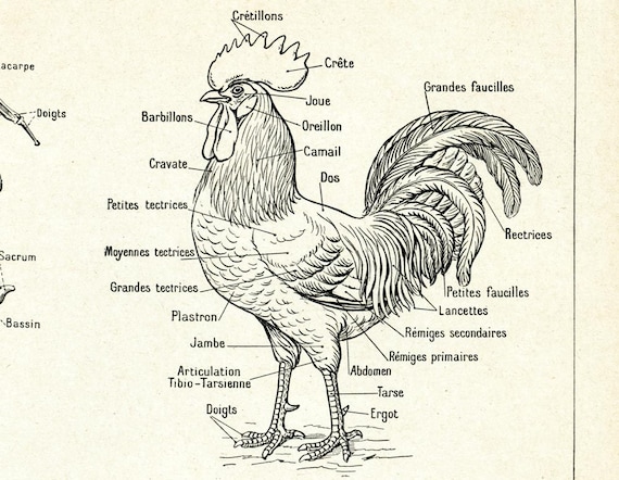 Anatomía De La Cabeza Del Gallo