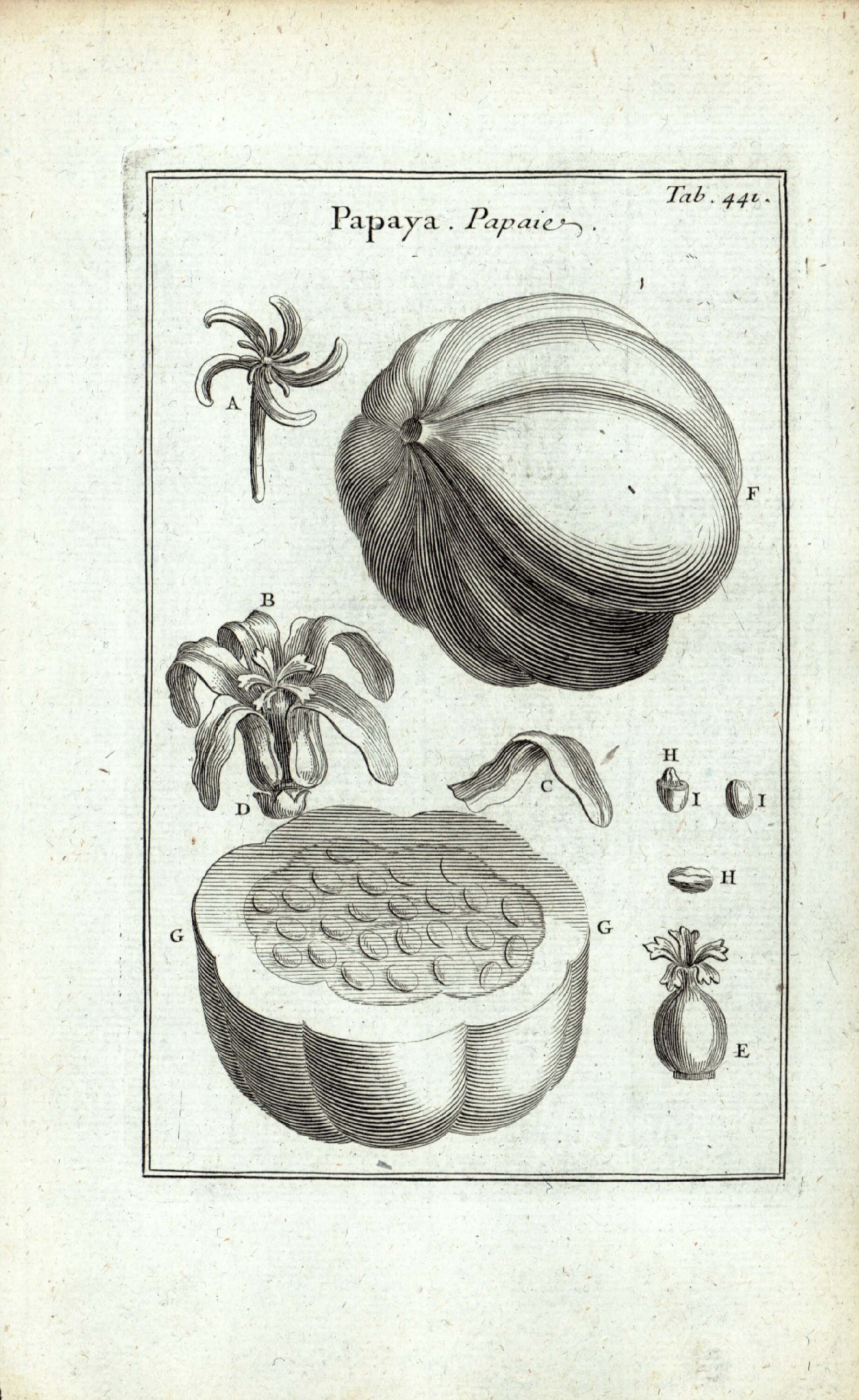 1797 Antique Green Papaya Print Tropical Fruit Botanical Natural ...