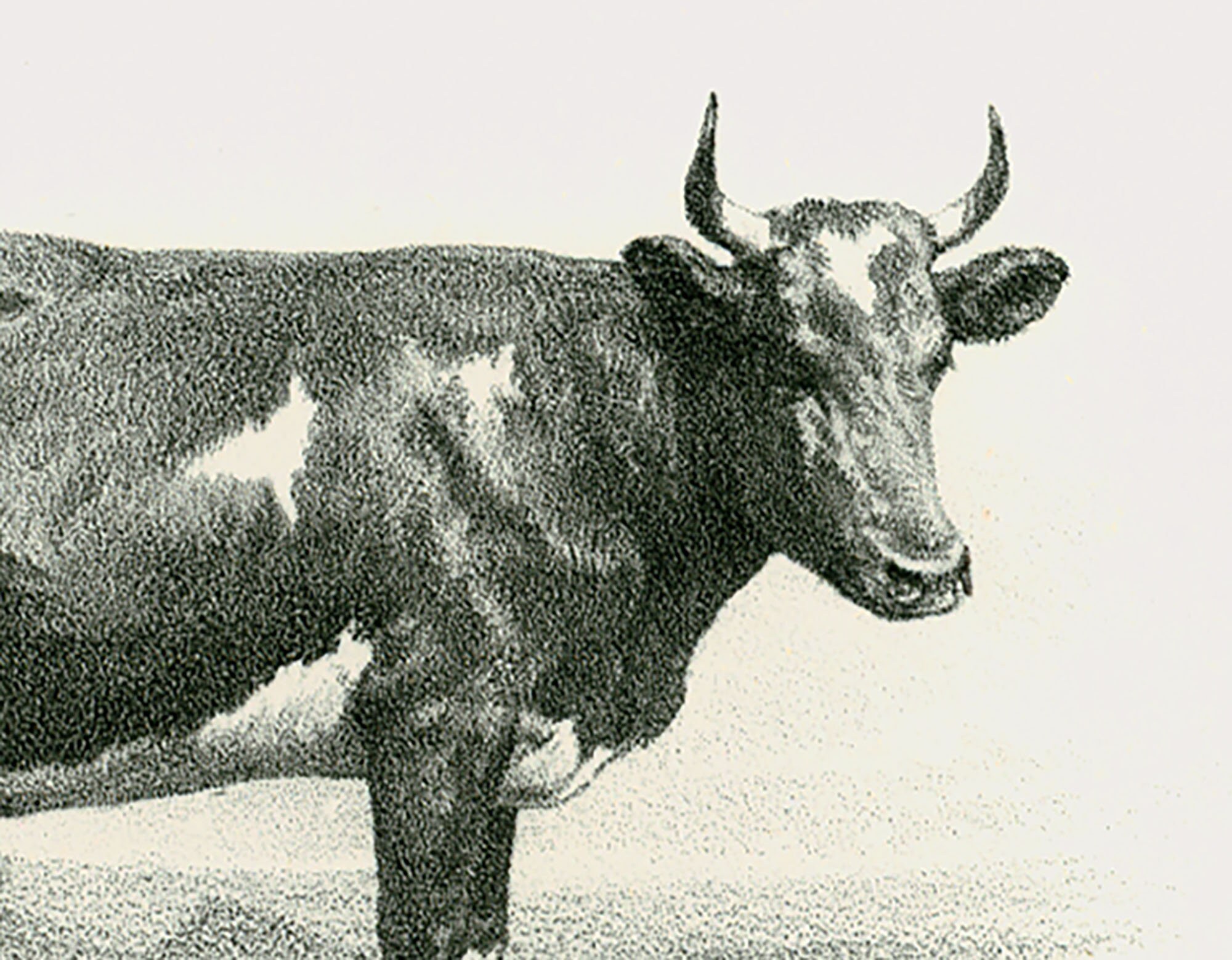 Lithographs Prints French vintage Cow Bull breeds 1856 Jutland Cattle ...