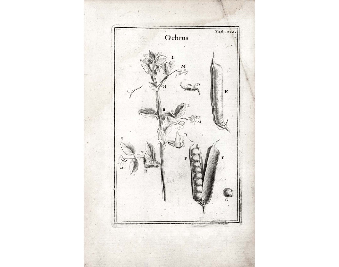 1797 Antique Snow Peas Beans Lathyrus Seed Pod Plant Print Herbs ...