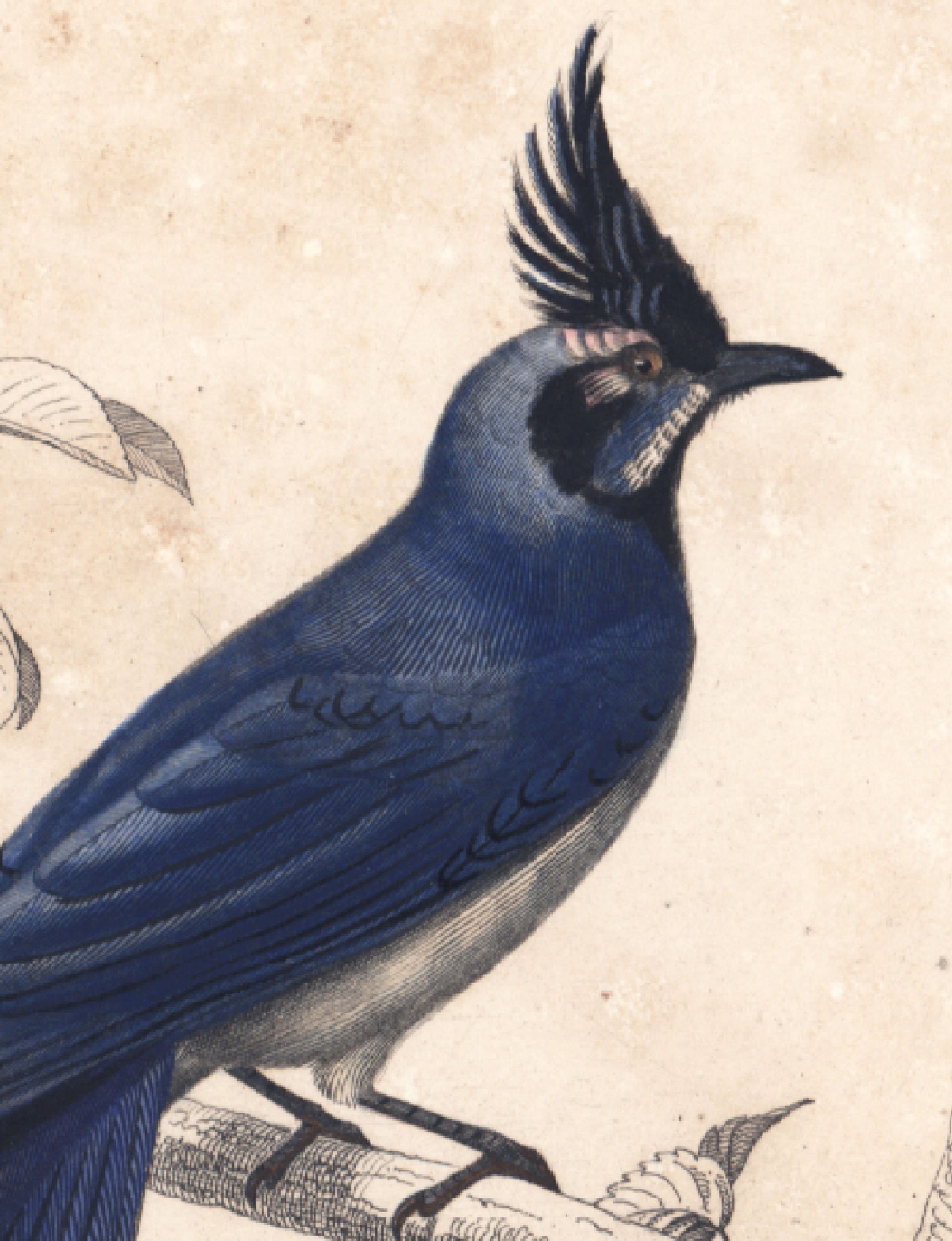 1861 Blue Magpie Antique Hand Colored Engraving French - Etsy