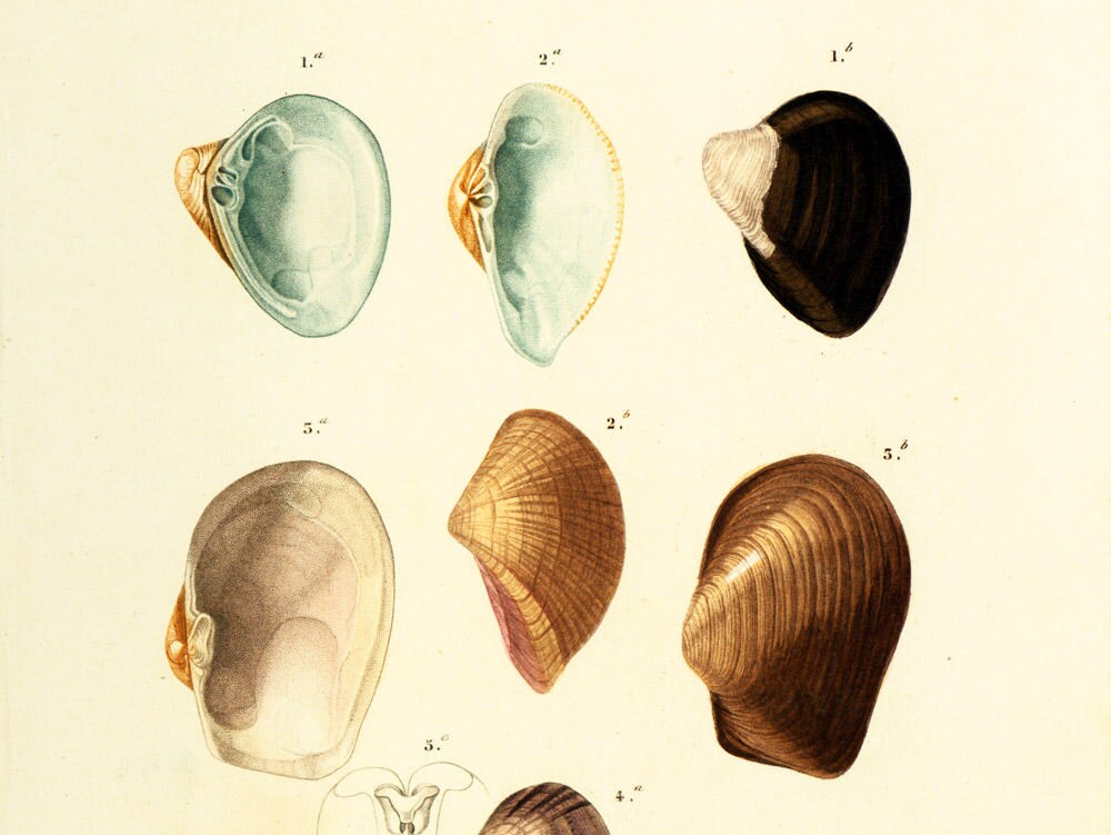 1861 Antique Shell Print Original Clams Lithograph Orbigny - Etsy