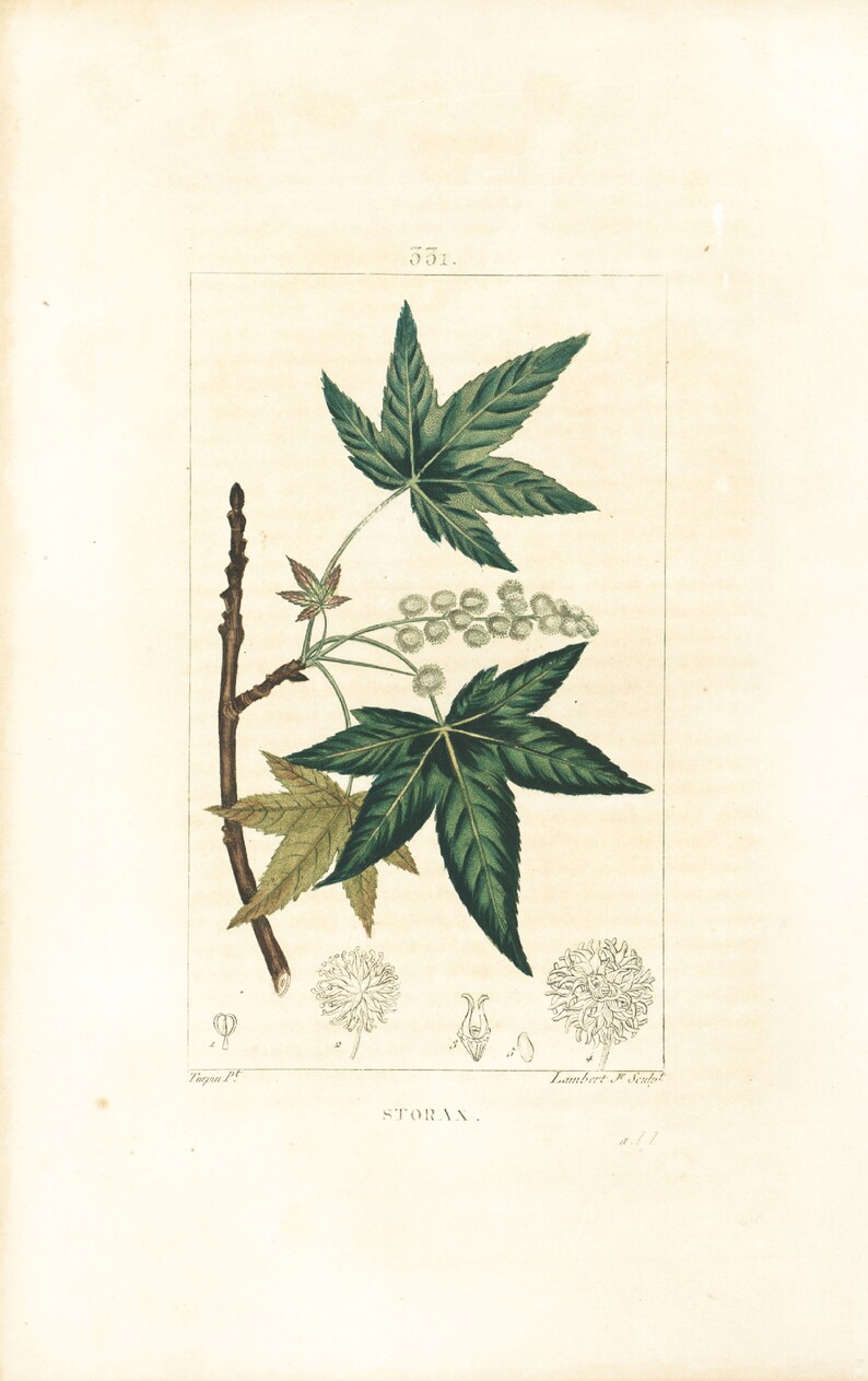1831 Antique Liquidambar American Storax Alligatorwood Sweetgum Print ...
