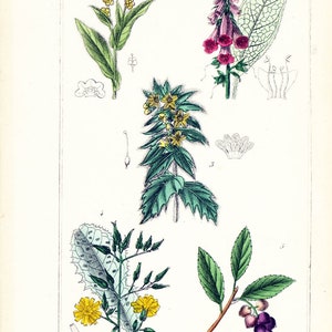1872 Purple Foxglove Houndstongue Black Henbane Laurel Antique - Etsy