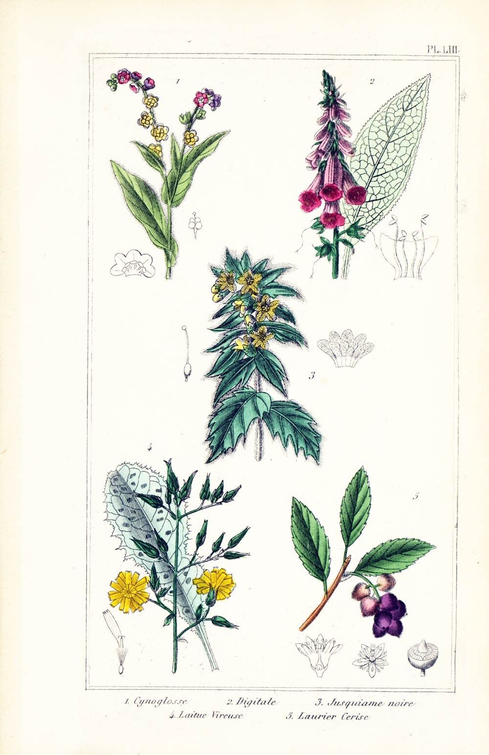 1872 Purple Foxglove Houndstongue Black Henbane Laurel Antique | Etsy