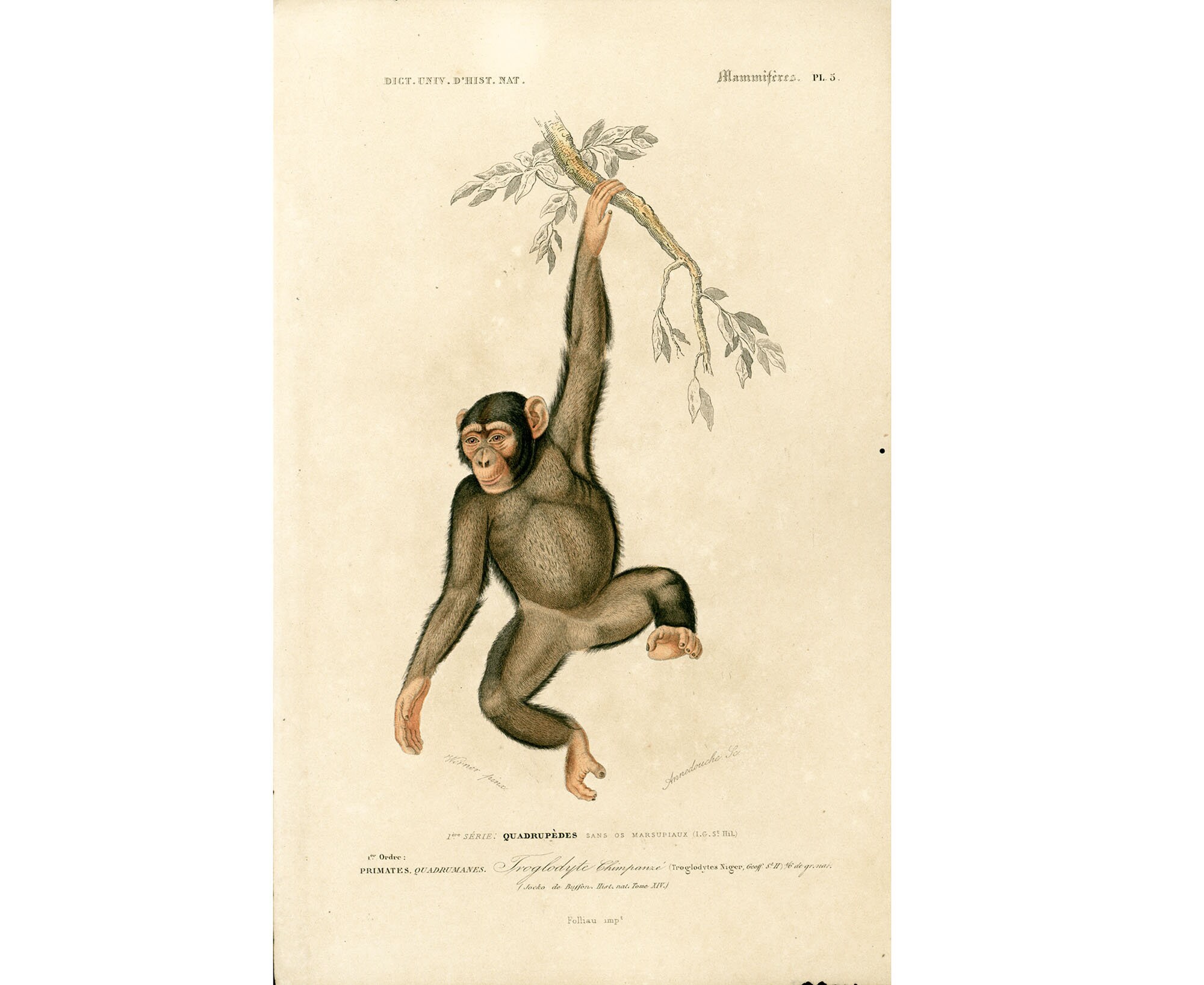 1861 Monkey Chimpanzee Original Antique Print Zoology | Etsy