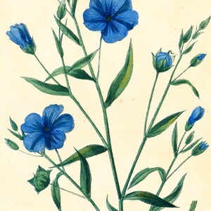 1831 Antique Flax Print Plant Natural History Botanical Botany Wall Art ...