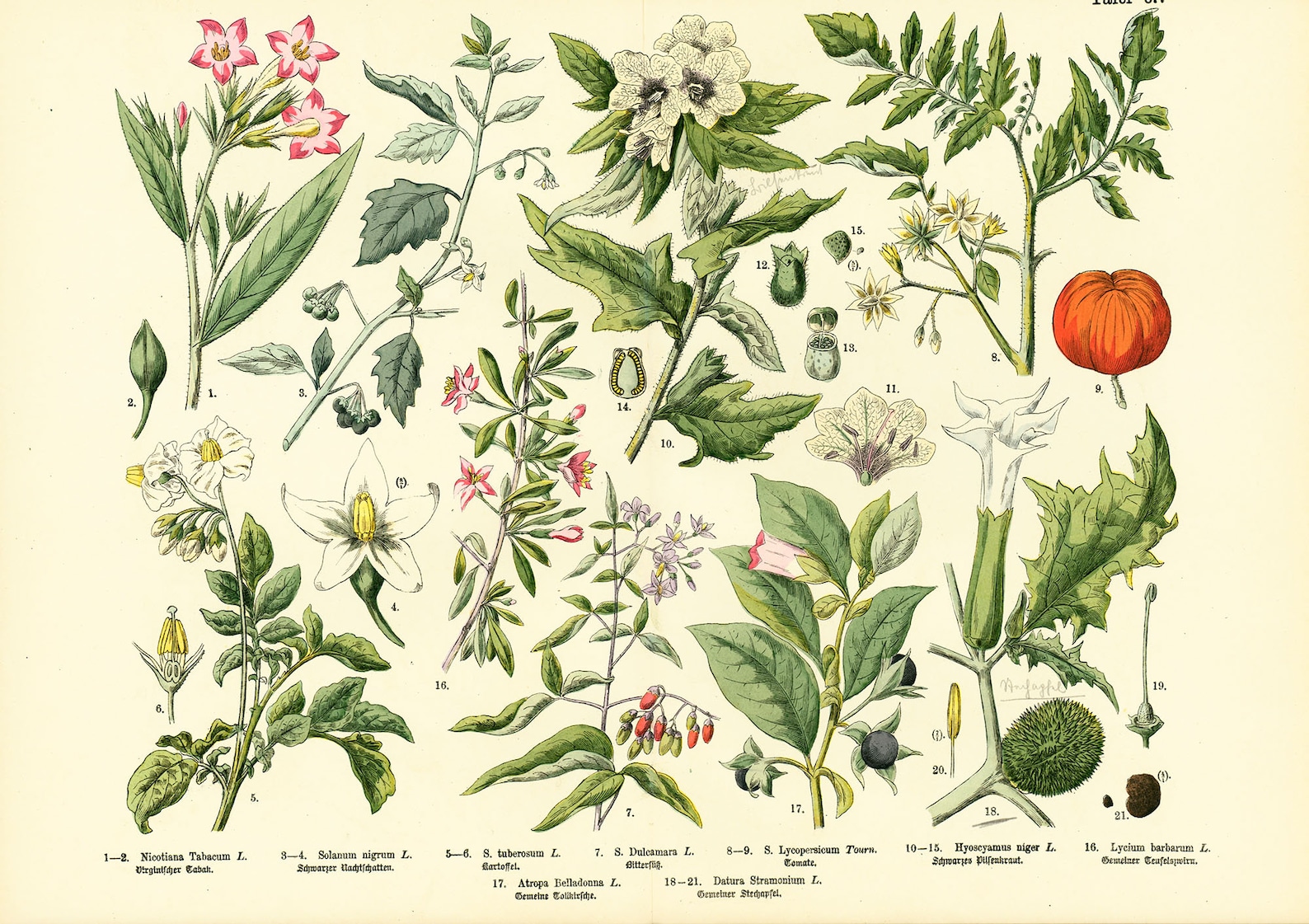 1885 Nightshades Family Chart Medicinal Poisonous Plants - Etsy UK
