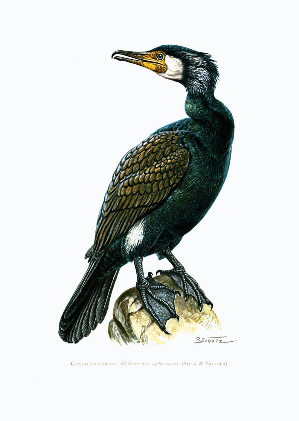 Cormorant Bird Drawing