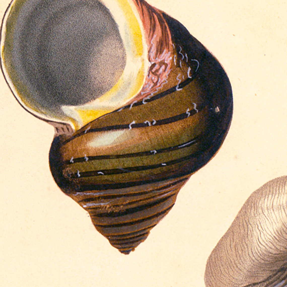 1861 Oreilles de mer Orbigny Planche Originale Ormeau Vermet | Etsy France