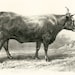 1858 Bearnaise Gascon Cattle Bull Antique Cow Breeds Print Cattle ...