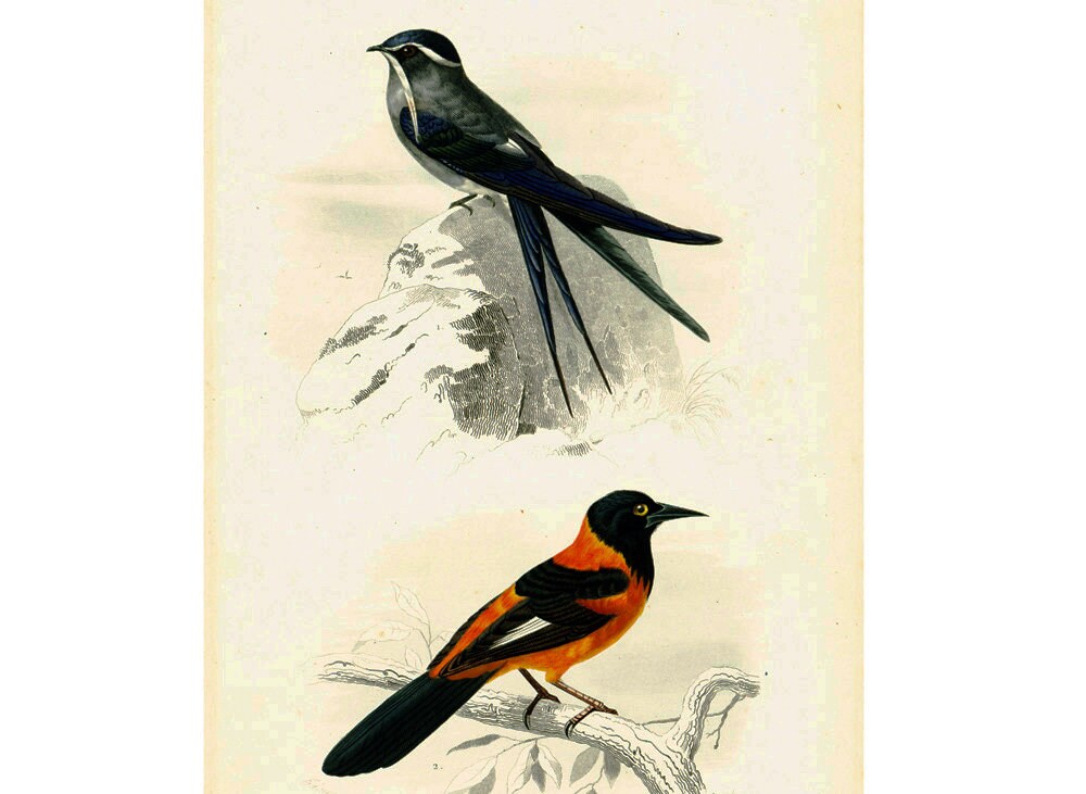 1861 Antique Bird print Alpine Swift Swallow Bird wall art | Etsy