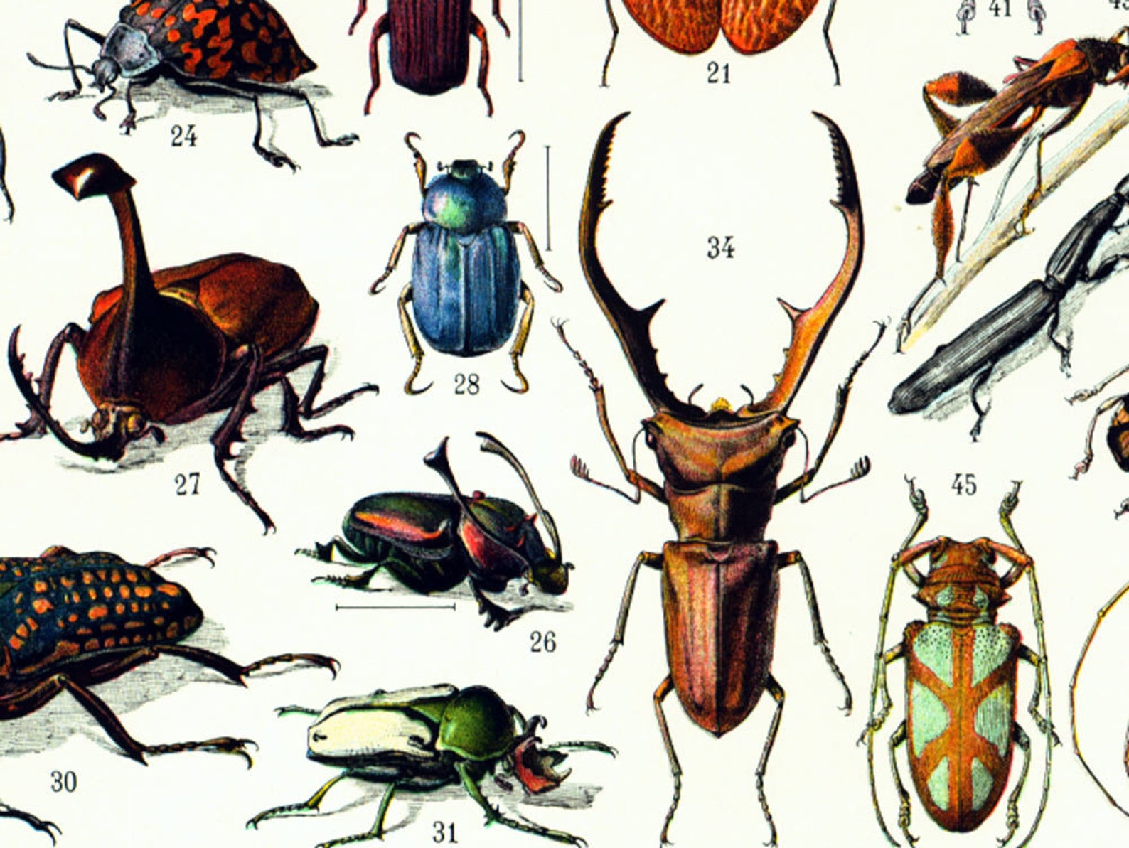 1933 Insectes Planche Entomologie Originale Cigales Larousse - Etsy France