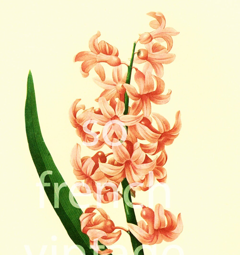 Pink Hyacinth Large Size Illustration Redoute French Botanical | Etsy